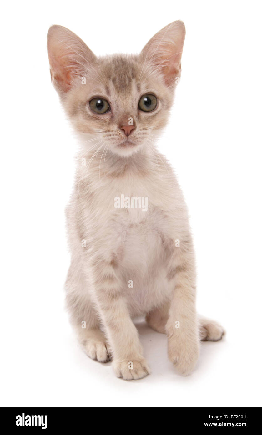 asian kitten sitting studio portrait Stock Photo - Alamy