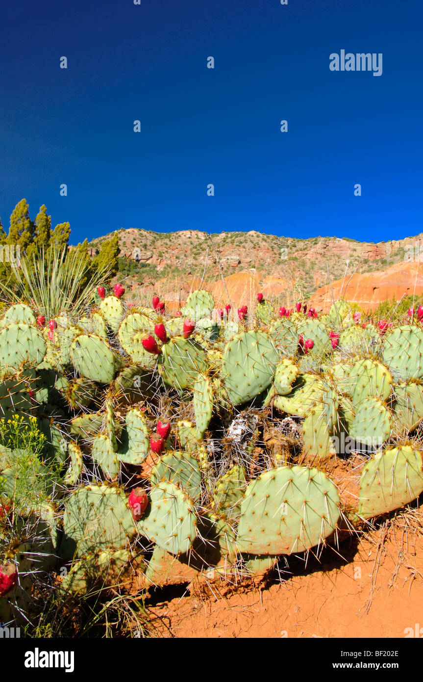 Opuntia - Prickly pear cactus with fruit, Palo Duro canyon, Texas - 2nd ...