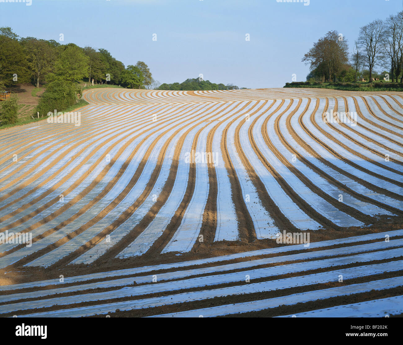 Agricultural farming landscape Normandy, France Stock Photo - Alamy