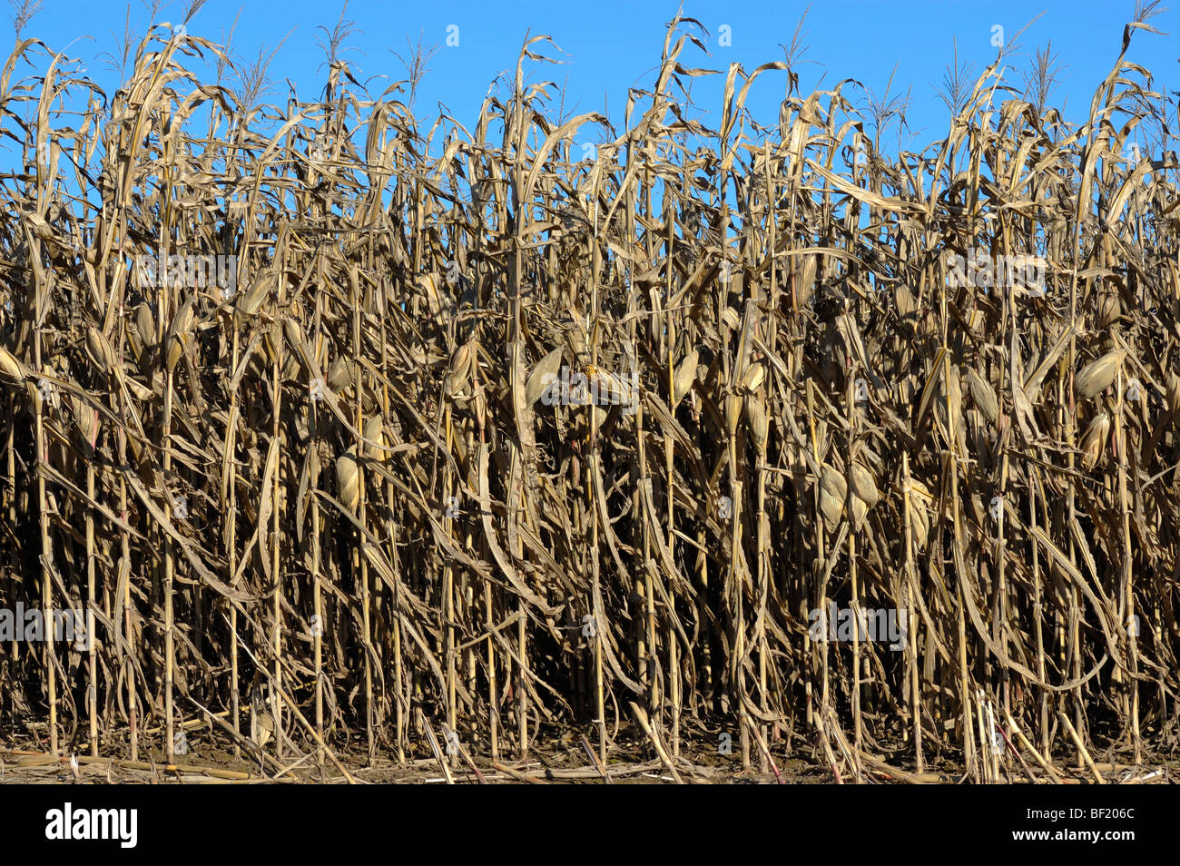 Corn ready for harvest in Kentucky USA Stock Photo - Alamy