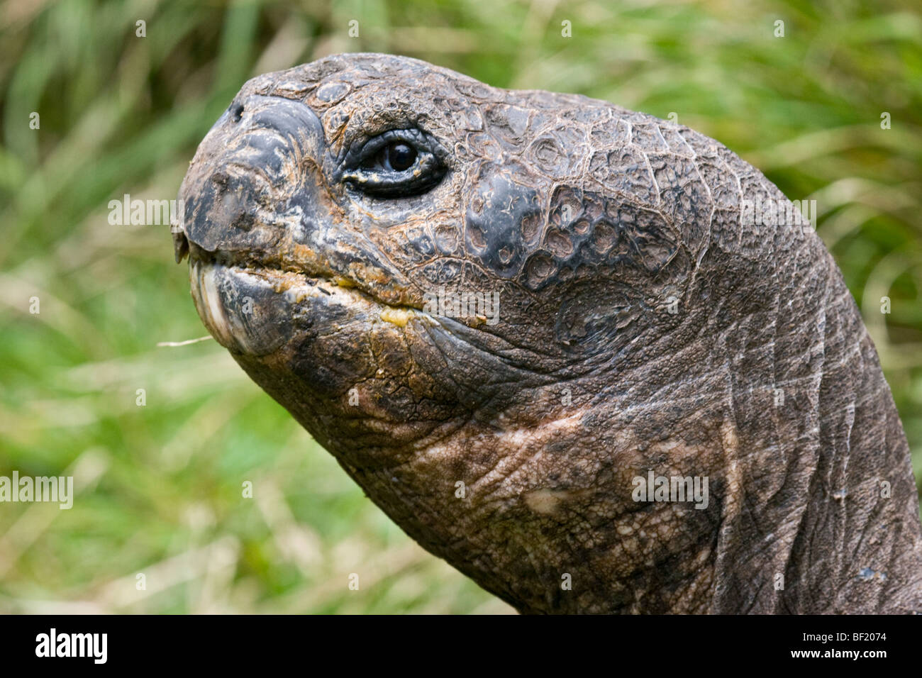 Closeup of the head of a giant Galapagos tortoise photographed in ...