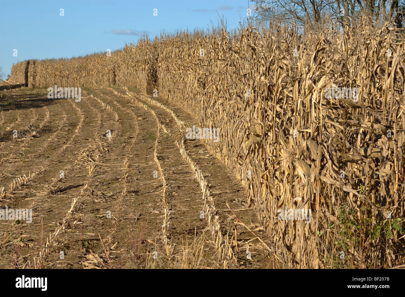 Corn ready for harvest in Kentucky USA Stock Photo - Alamy
