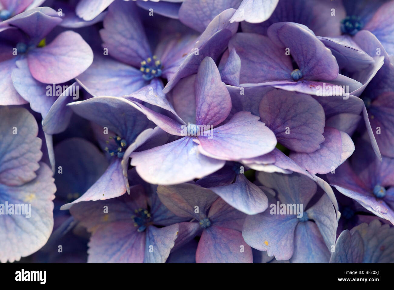 Hydrangea Macrophylla Amethyst Stock Photo - Alamy