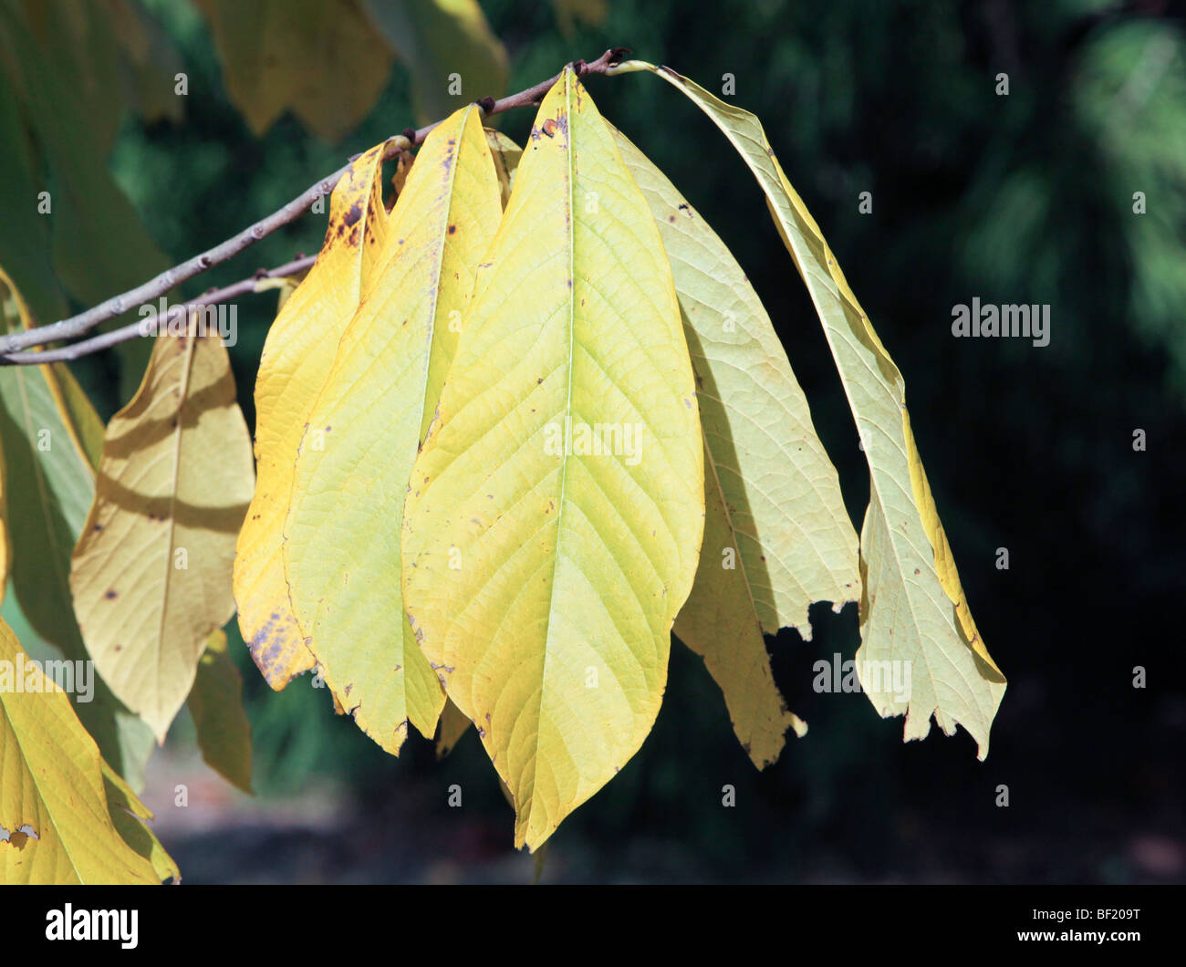 Anonaceae hi-res stock photography and images - Alamy