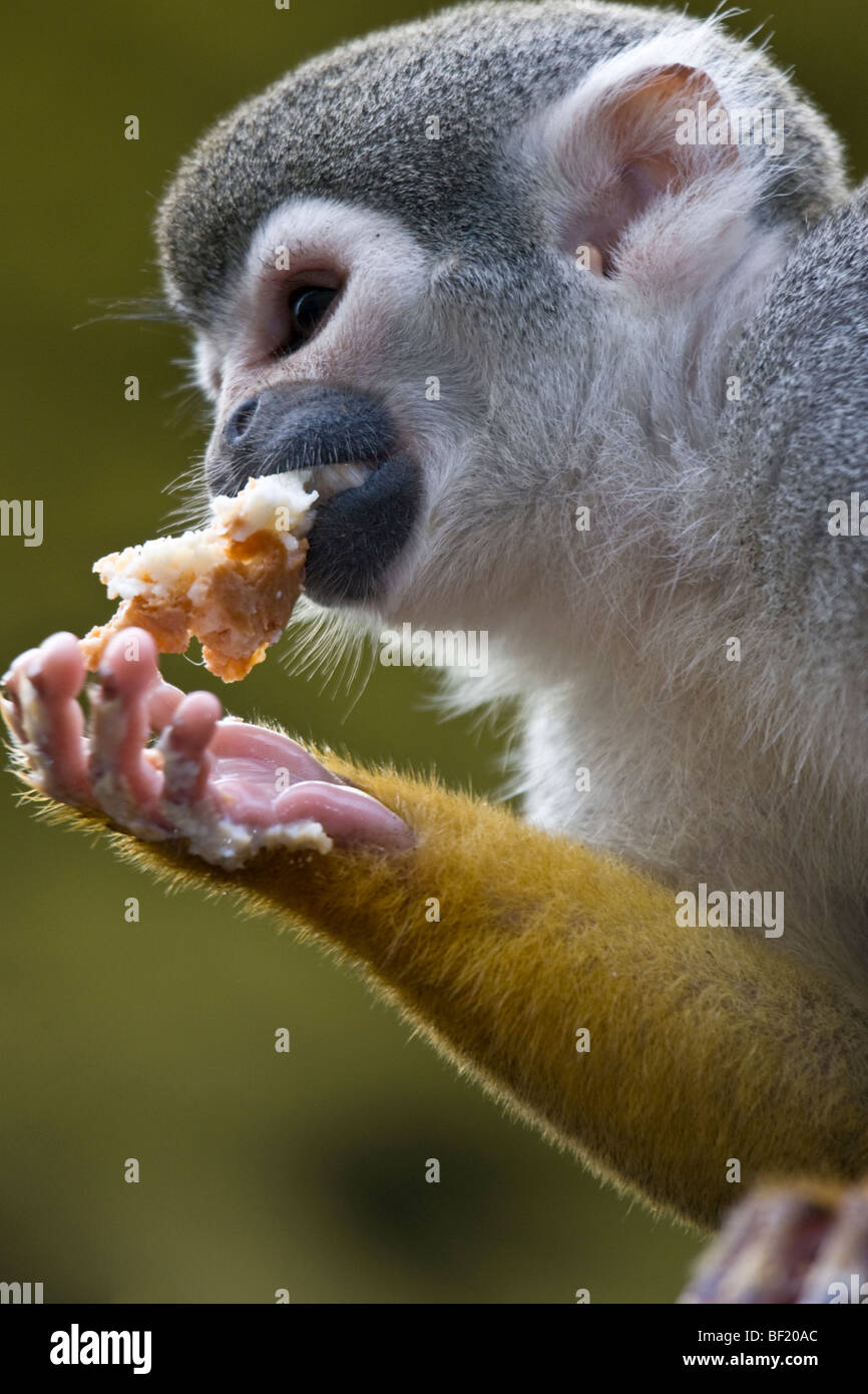 Wild squirrel monkey eating bread, photographed on the outskirts of ...