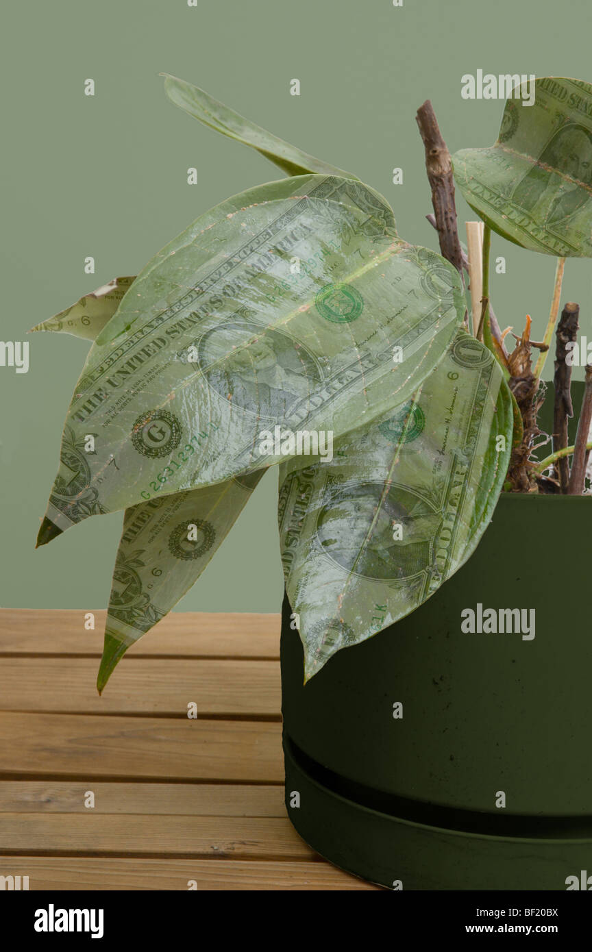 Money in trees hi-res stock photography and images - Alamy