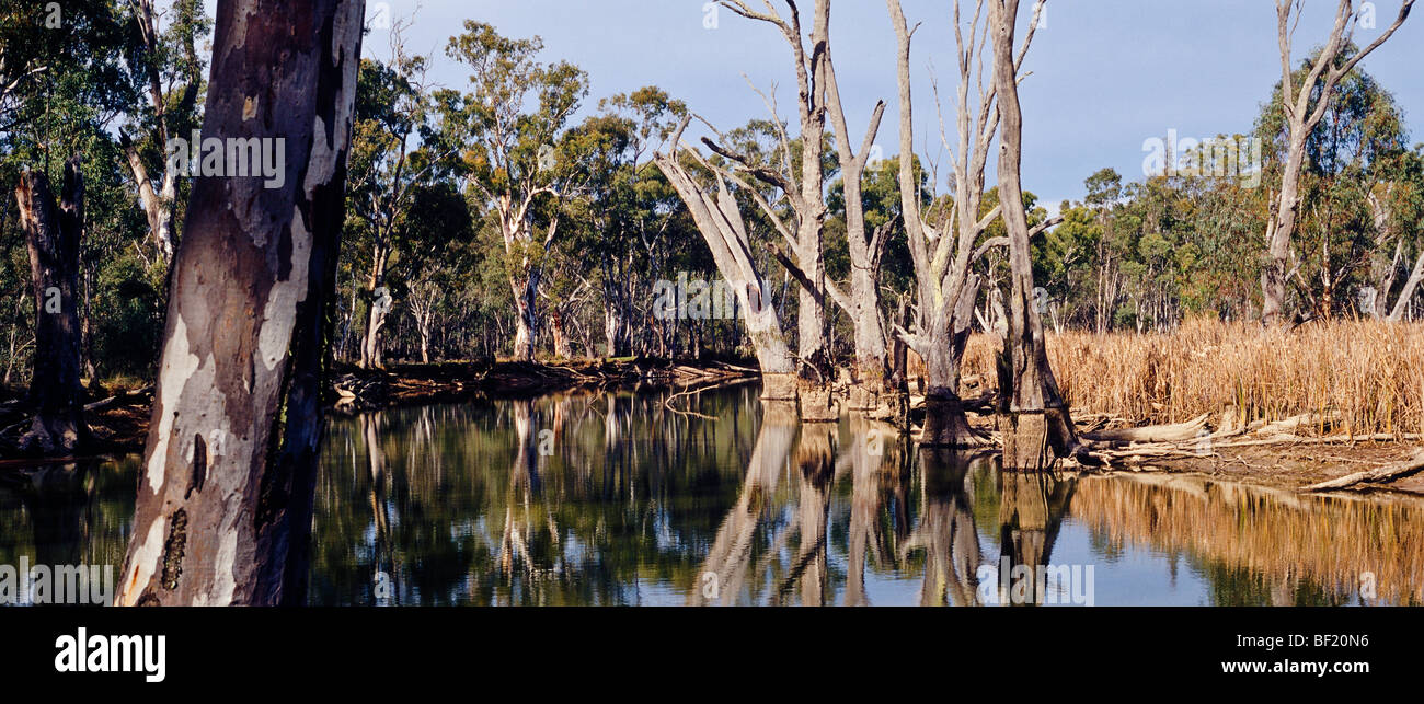 Swamp, Murray Riverina, Australia Stock Photo - Alamy