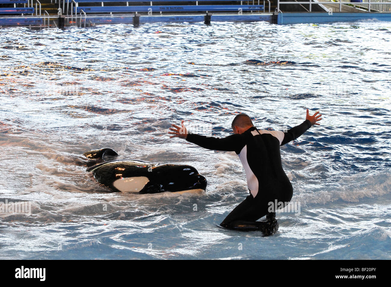 Killer whale - San Antonio (Texas) SeaWorld, the biggest of three ...