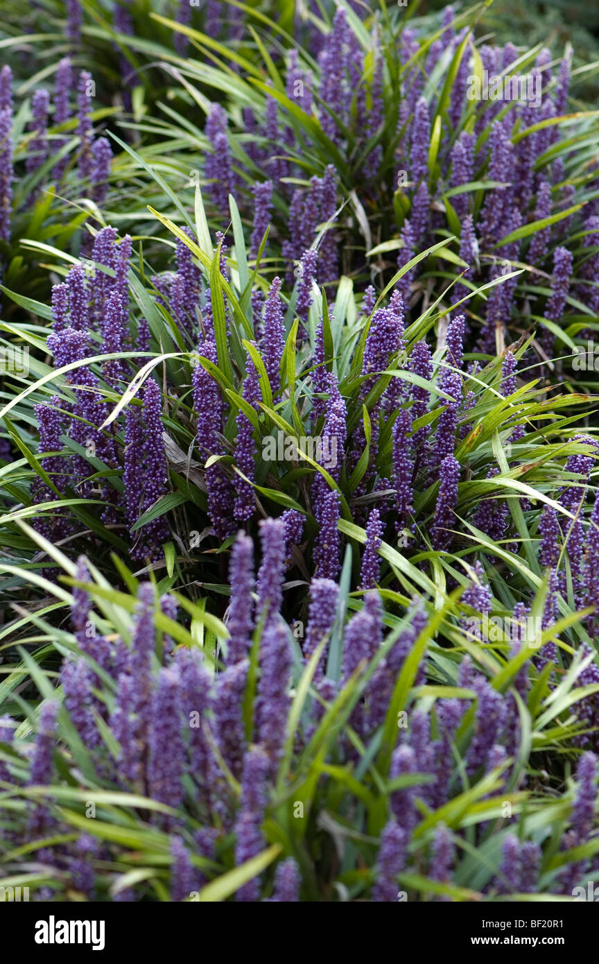Liriope platyphylla Stock Photo - Alamy