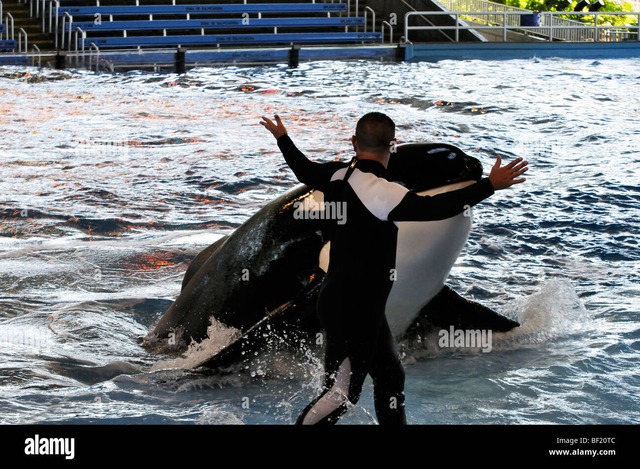 Killer whale - San Antonio (Texas) SeaWorld, the biggest of three ...