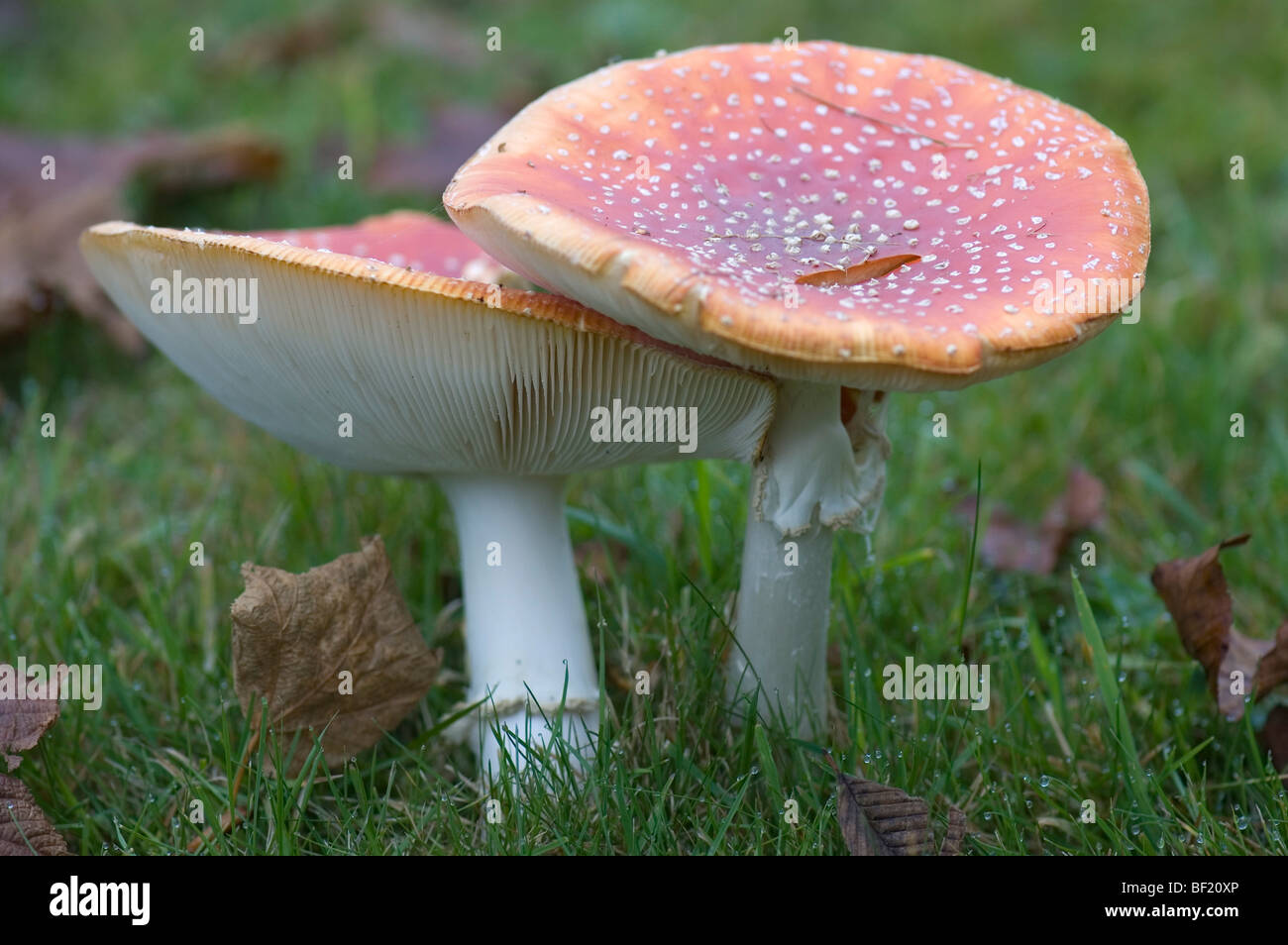 Common british fungi hi-res stock photography and images - Alamy