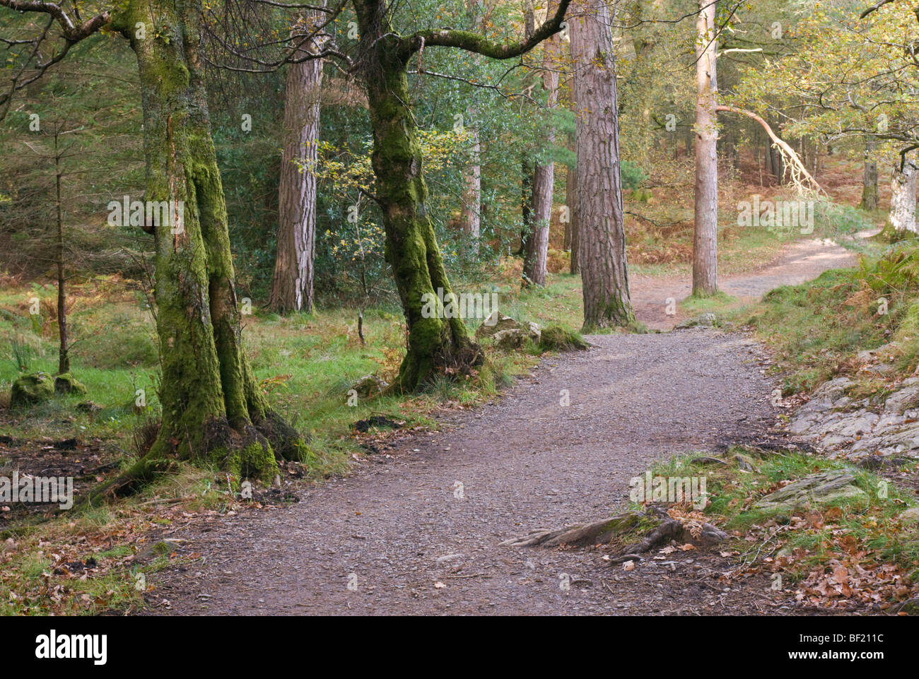 Manesty Park, Derwentwater, Cumbria Stock Photo - Alamy