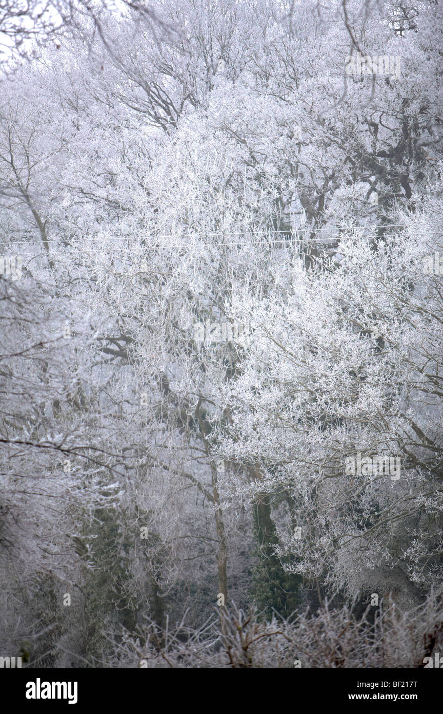 Oak woods winter hi-res stock photography and images - Alamy