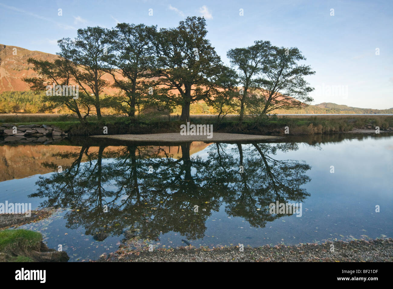 Clump of oak trees in Borrowdale, Lake District, Cumbria. Trees ...