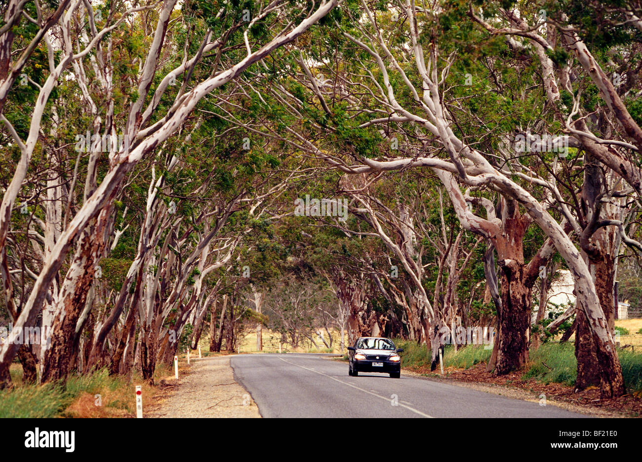 Road lined with gum trees Australia Stock Photo - Alamy