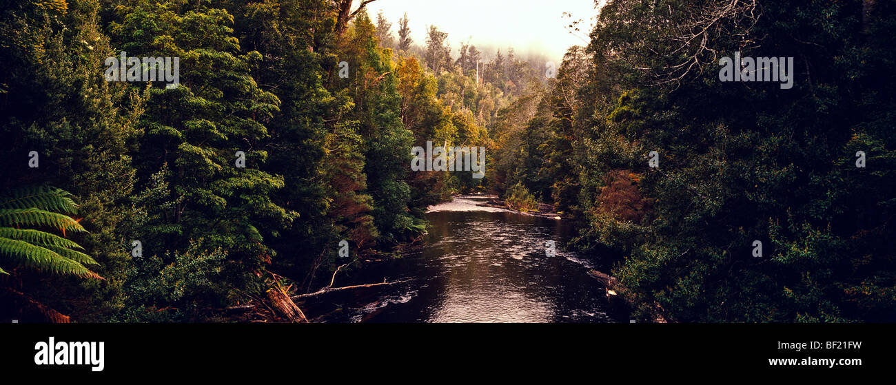 Temperate rainforest, Styx River, Tasmania, Australia Stock Photo - Alamy