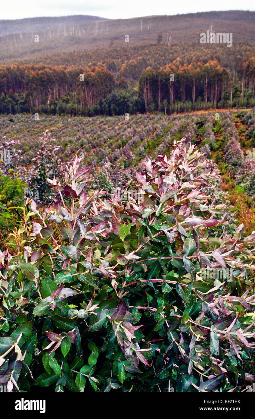 Eucalyptus plantation, Tasmania, Australia Stock Photo - Alamy