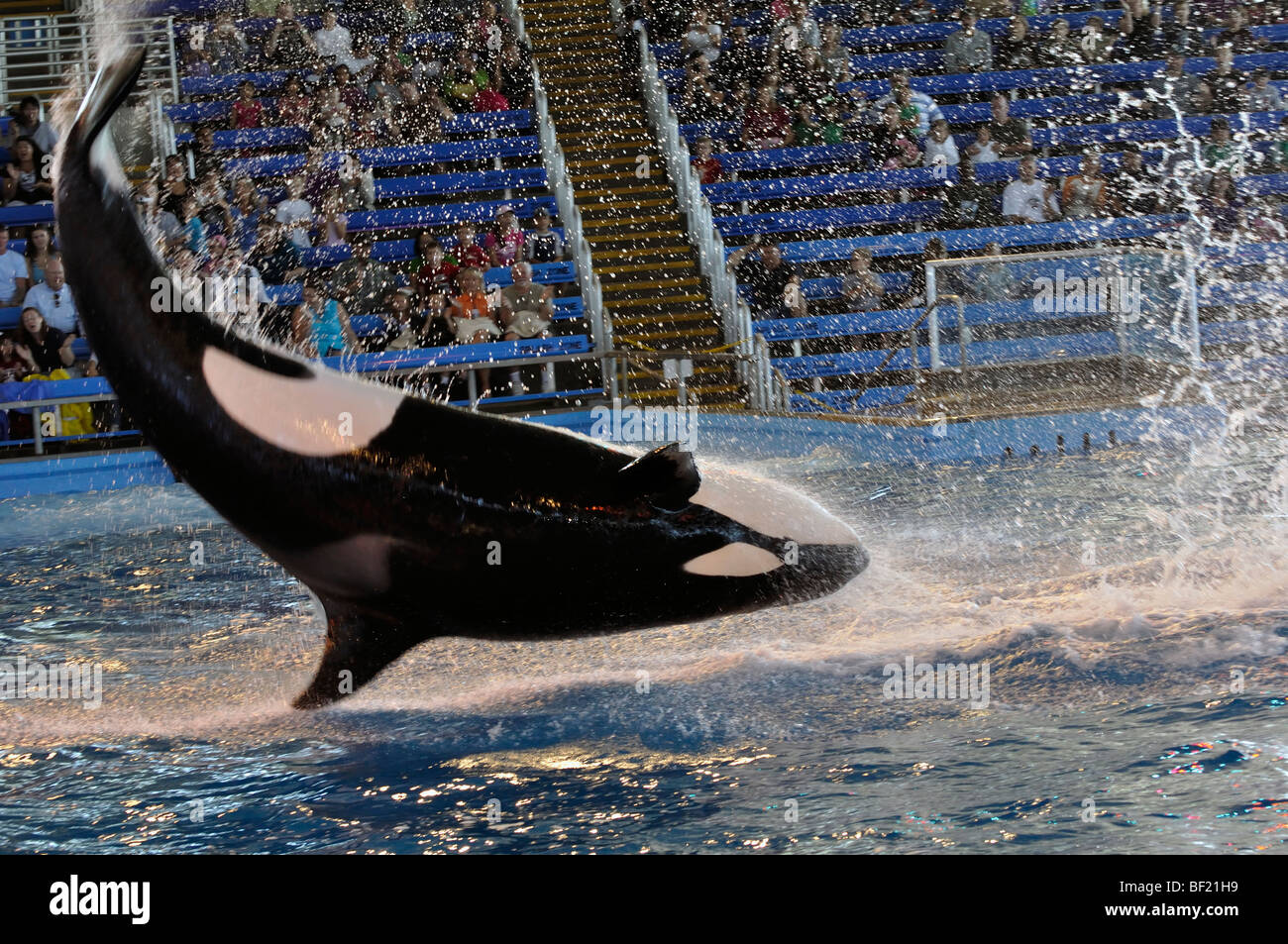 Killer Whales Jumping In The Wild