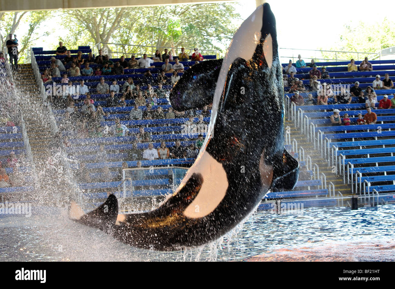 Killer whale - San Antonio (Texas) SeaWorld, the biggest of three ...