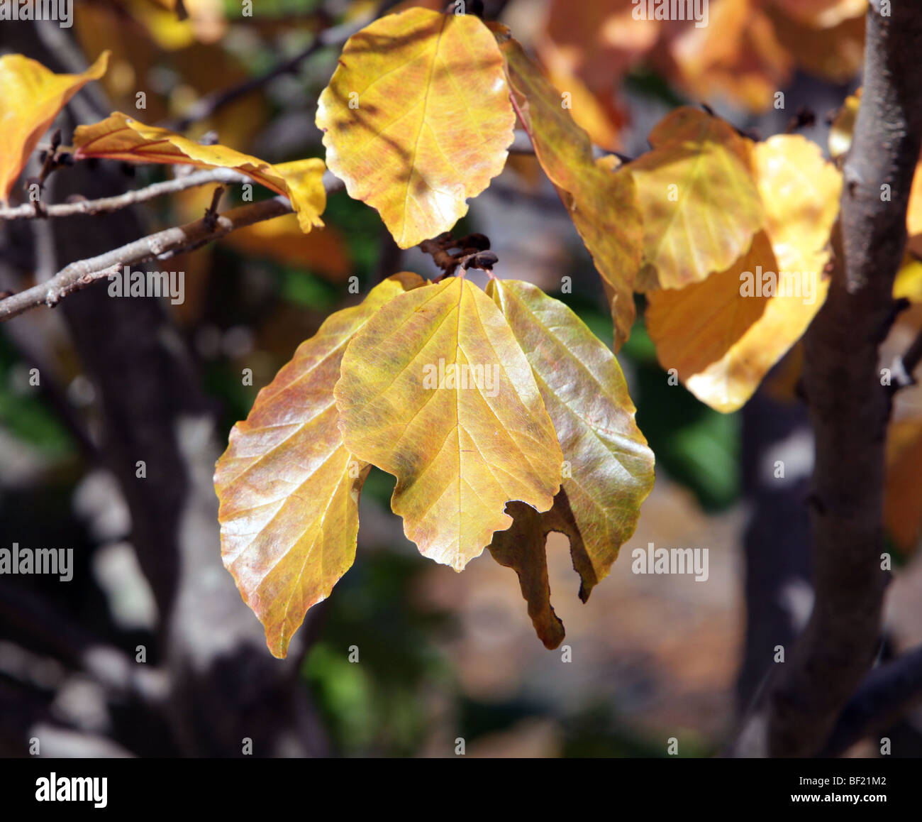 Close-up of changing autumn leaves on the end of a branch Stock Photo ...