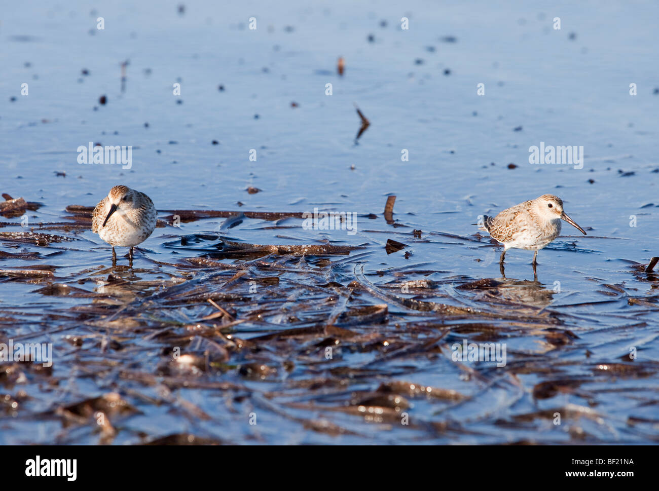 Dunlin wader hi-res stock photography and images - Alamy