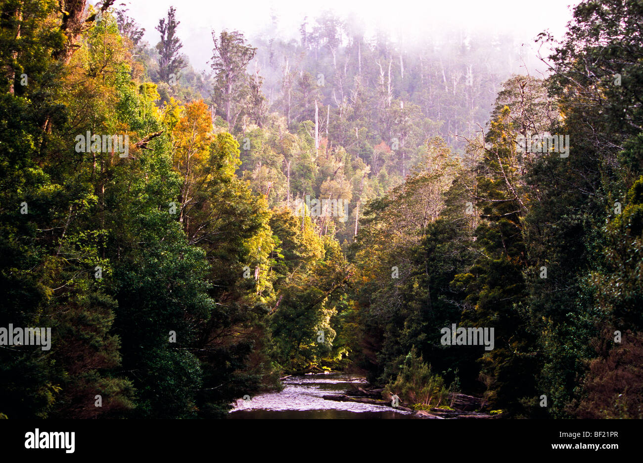 Temperate rainforest, Styx River, Tasmania, Australia Stock Photo - Alamy