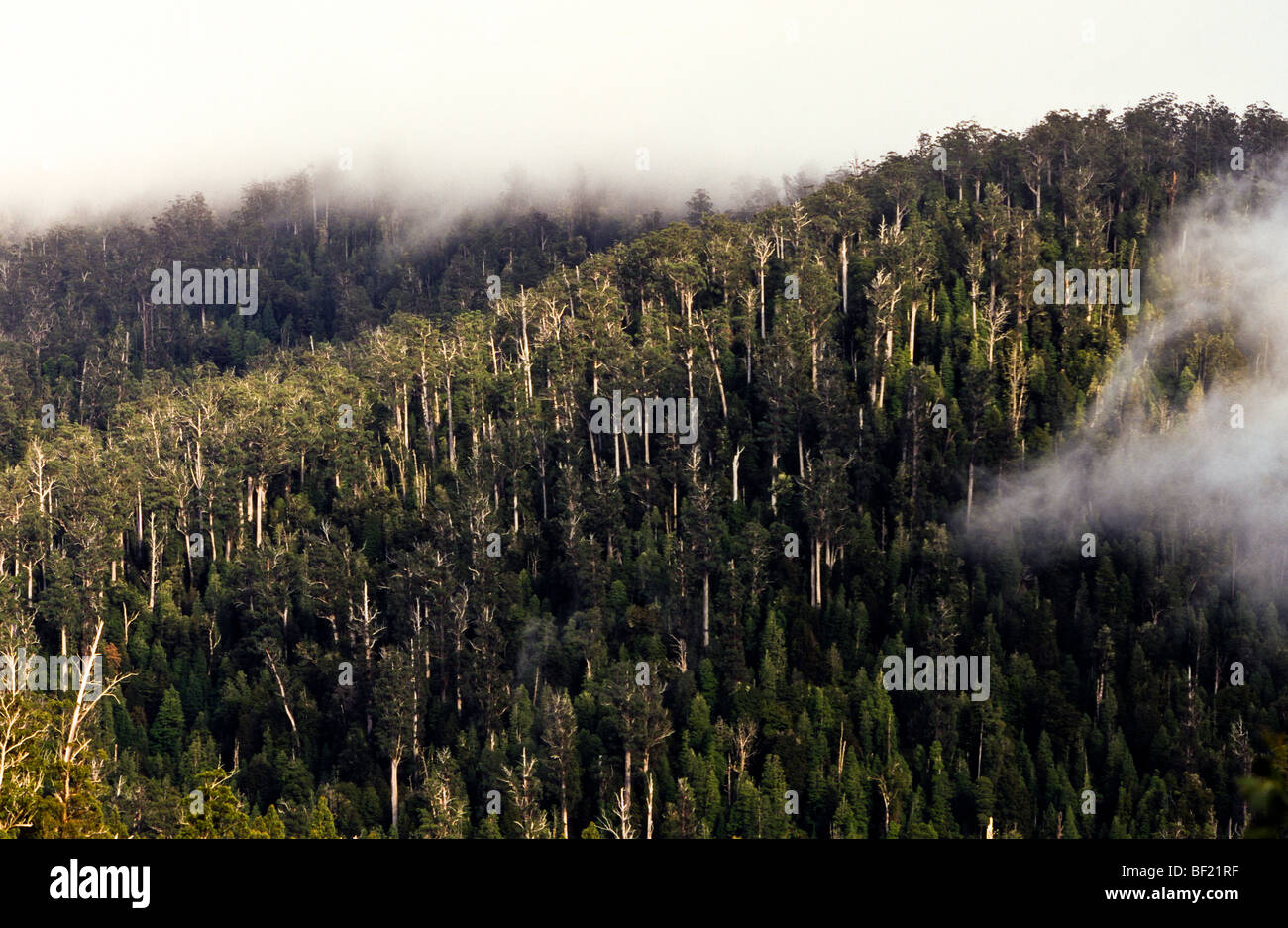 Mountain ash tasmania hi-res stock photography and images - Alamy