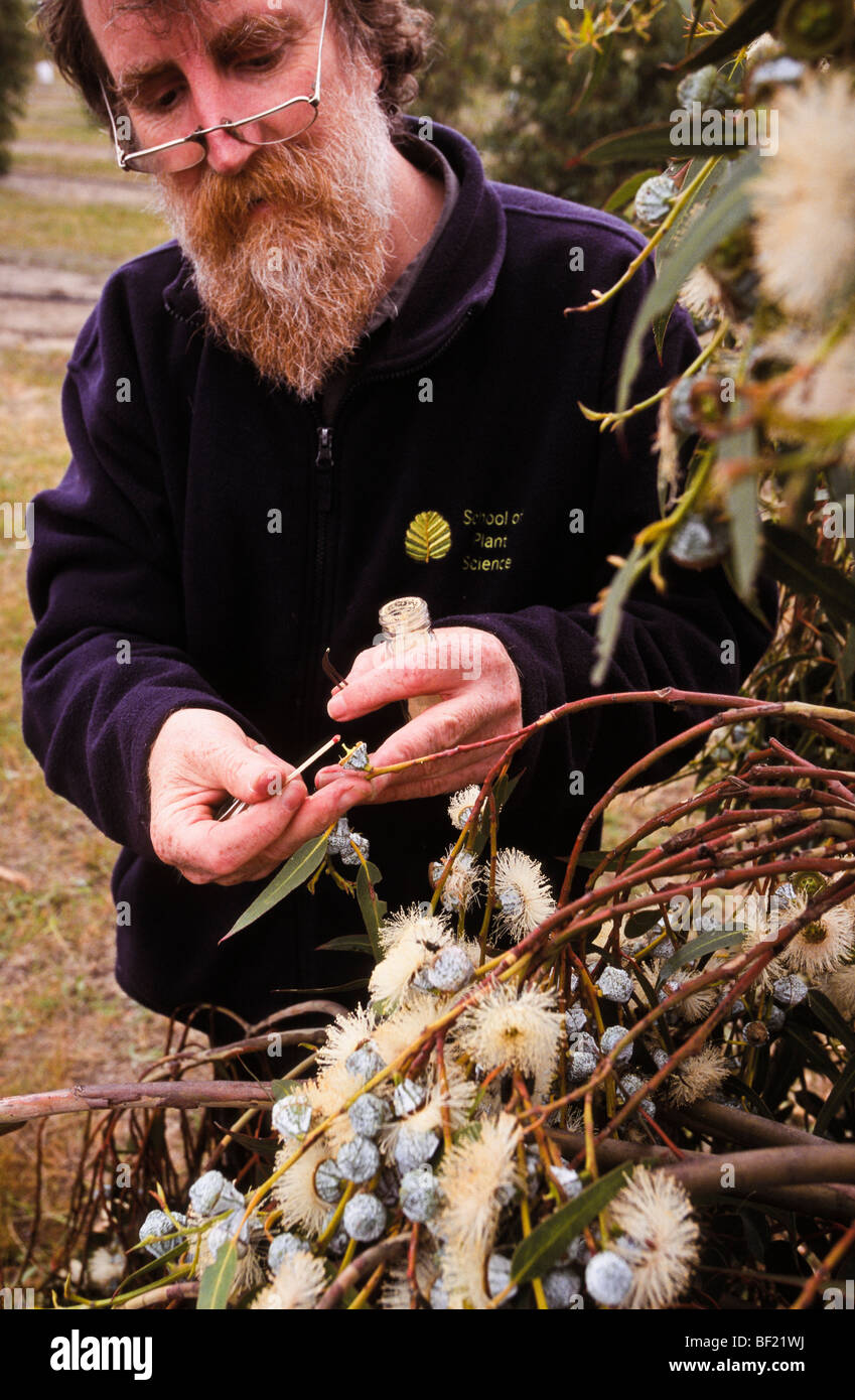 Pollinating eucalypt in plant breeding program Australia Stock Photo ...