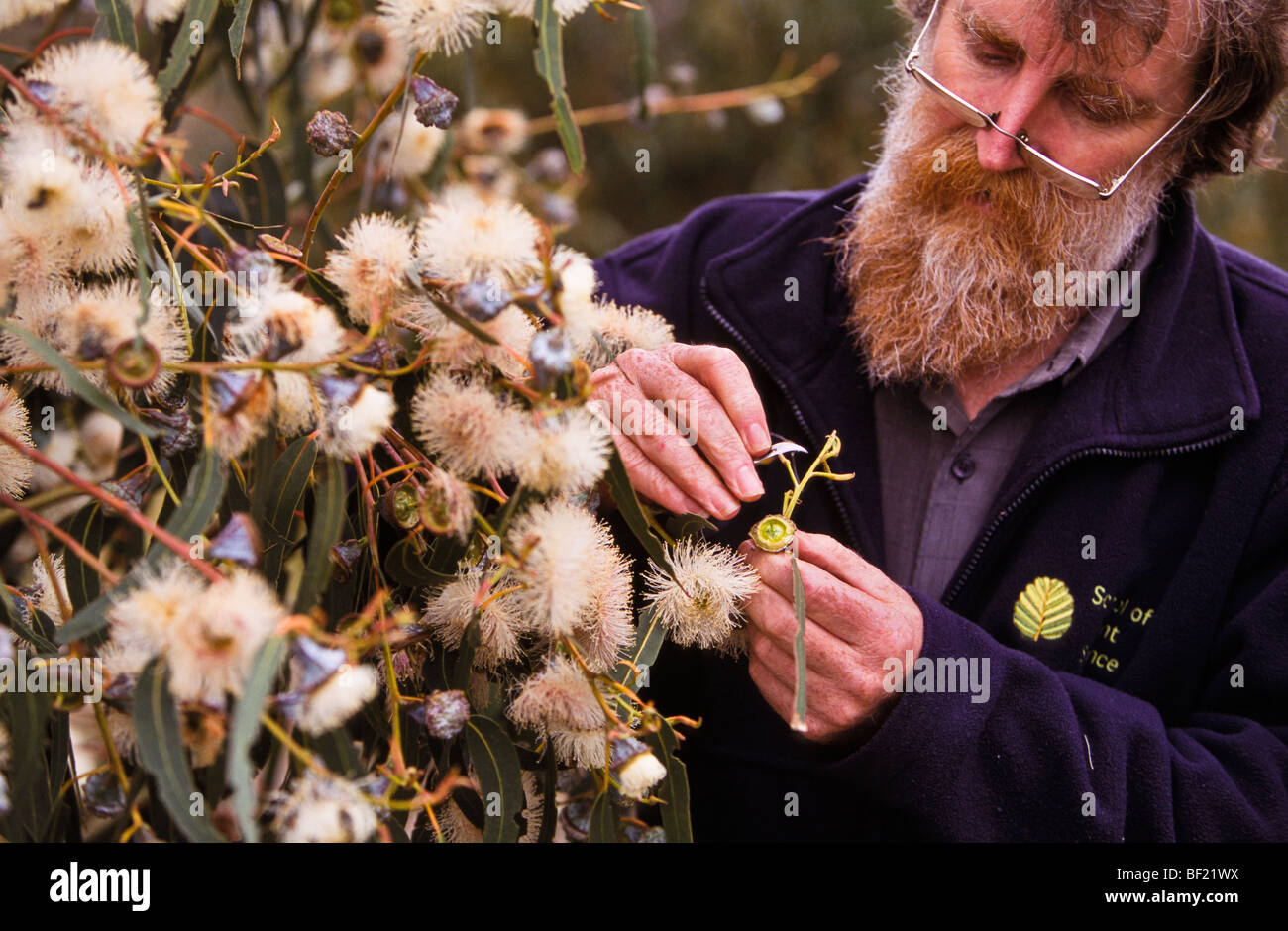 Pollinating eucalypt in plant breeding program Australia Stock Photo ...