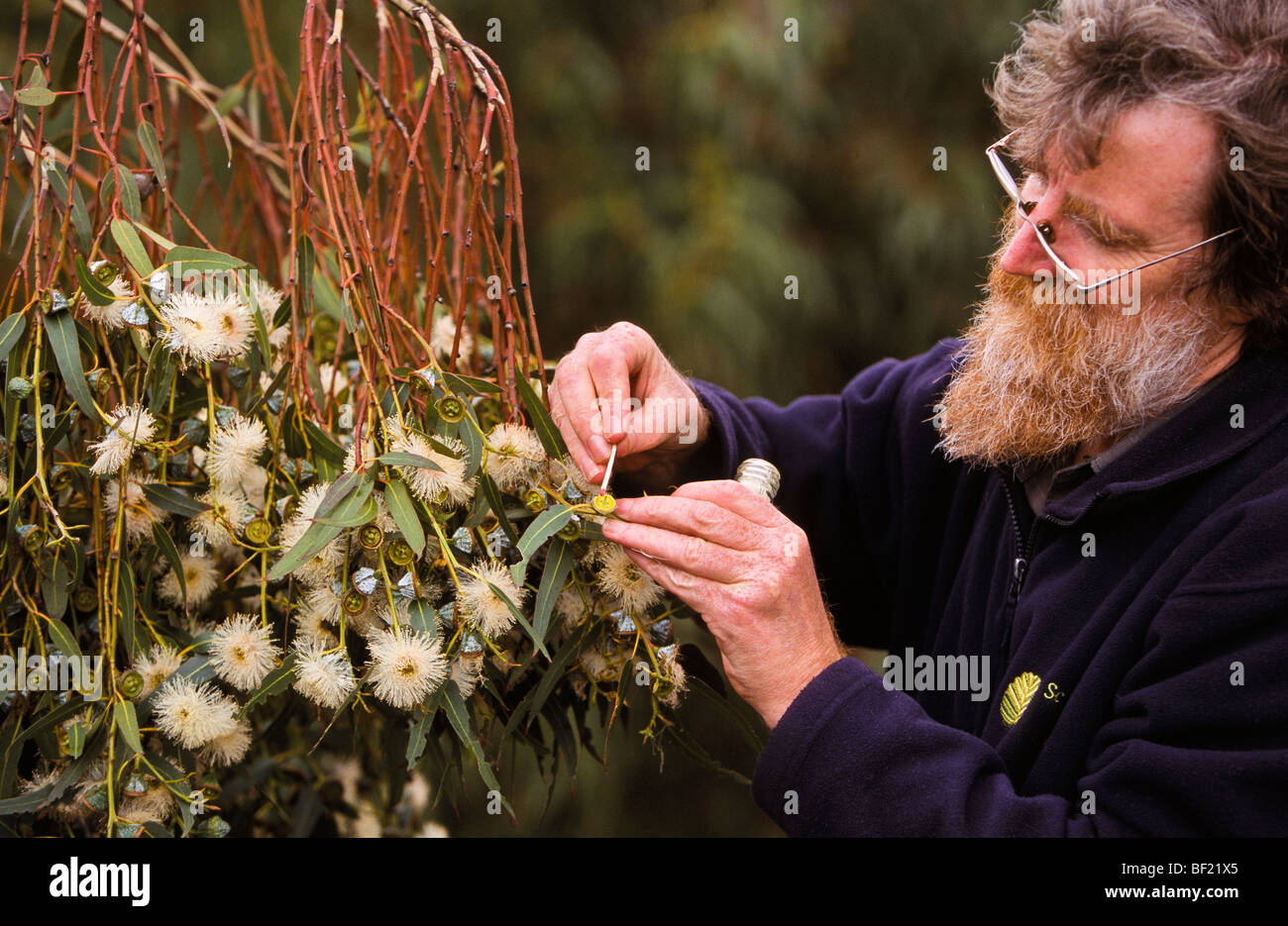 Pollinating eucalypt in plant breeding program Australia Stock Photo ...