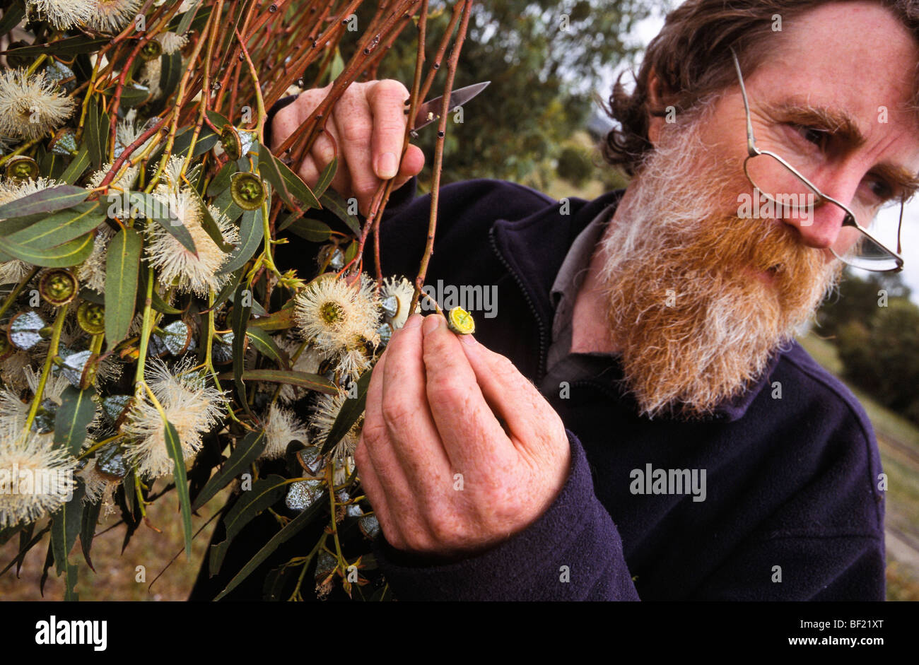 Pollinating eucalypt in plant breeding program Australia Stock Photo ...