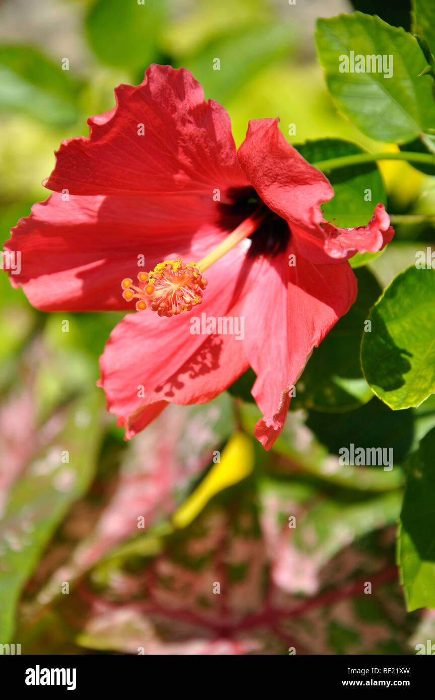 Red hibiscus bush hi-res stock photography and images - Alamy
