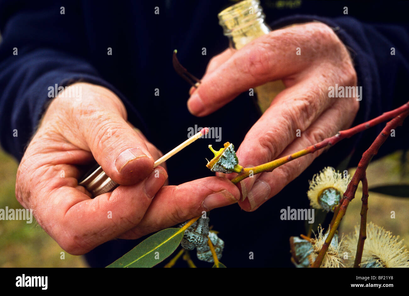 Plant breeding and genetics hi-res stock photography and images - Alamy