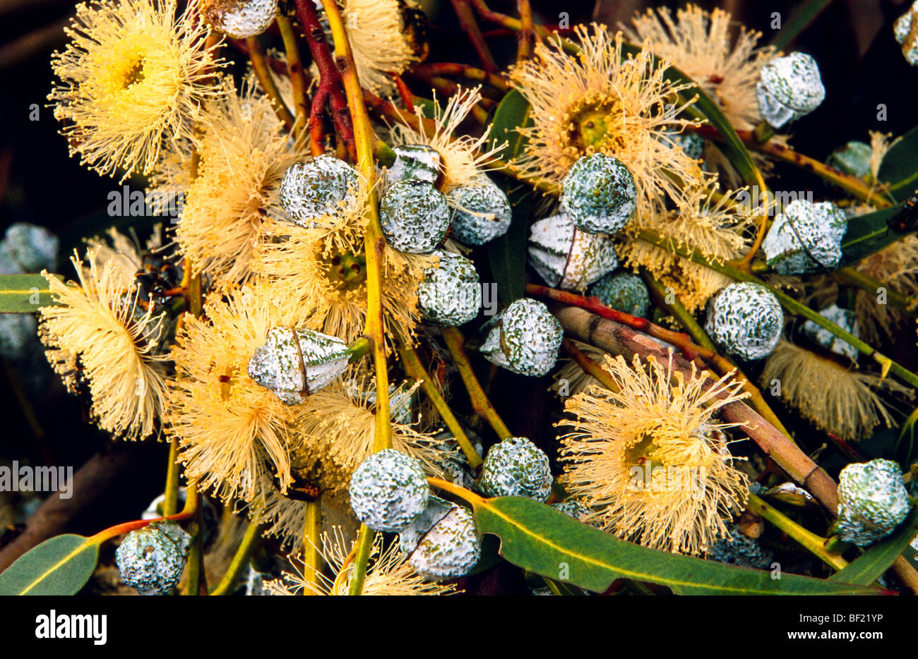 Eucalyptus globulus (blue gum) flower clusters, Australia Stock Photo ...