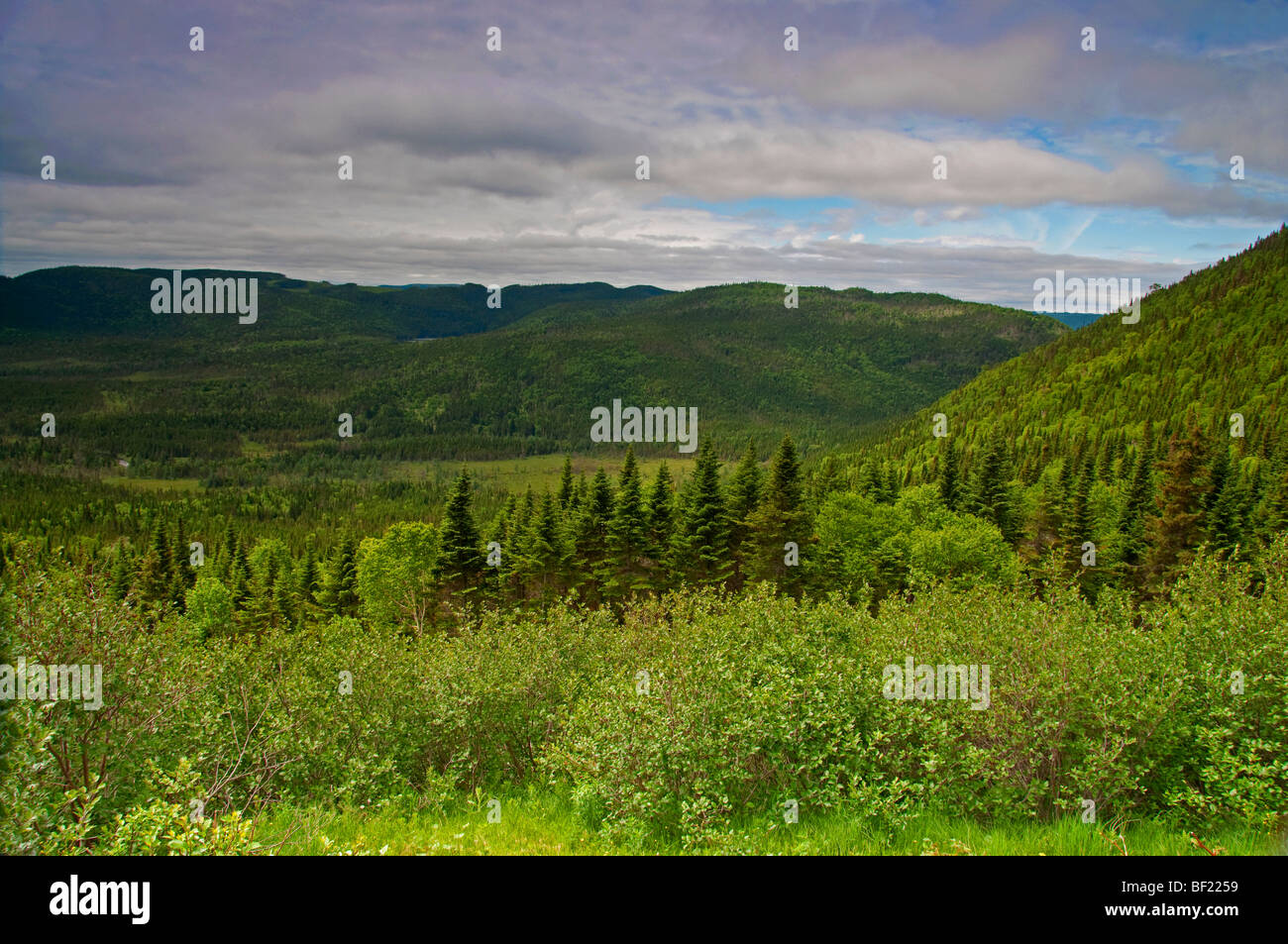 A view of forest and mountains in western Newfoundland Stock Photo - Alamy