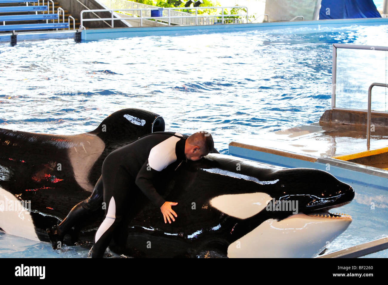 Killer whale - San Antonio (Texas) SeaWorld, the biggest of three ...