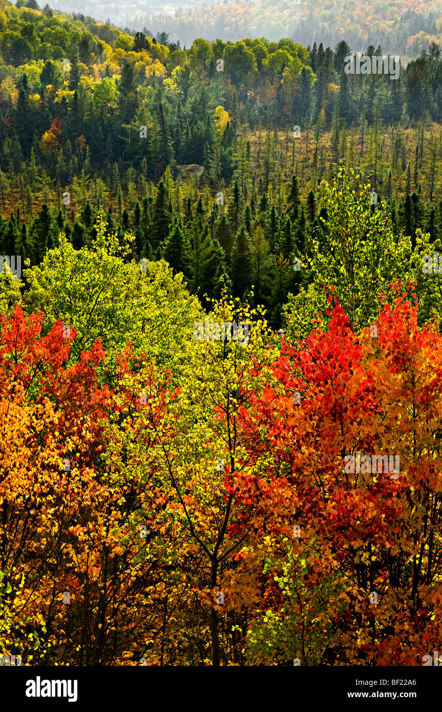 High view of fall forest with colorful trees in rain storm Stock Photo ...
