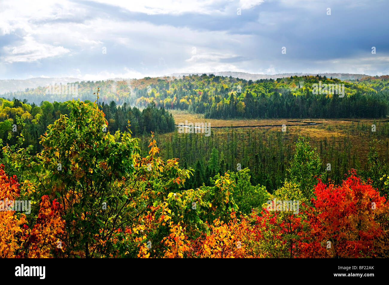 Stormy rain forest hi-res stock photography and images - Alamy