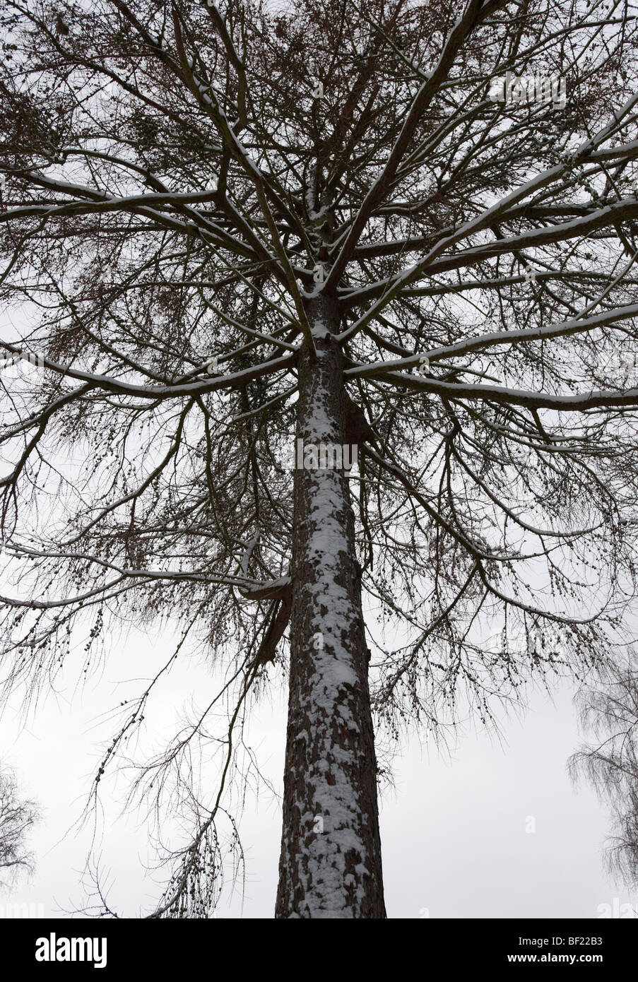 Crowthorne berkshire hi-res stock photography and images - Alamy