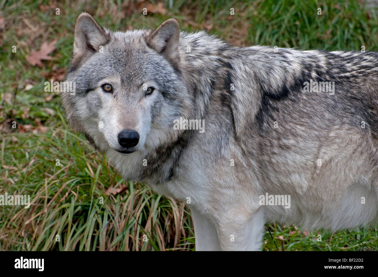 Close-up of a Timber Wolf Stock Photo - Alamy