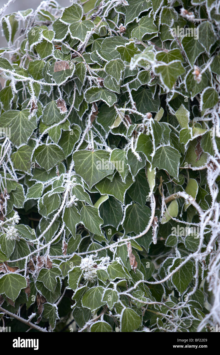 Ivy with frost hi-res stock photography and images - Alamy