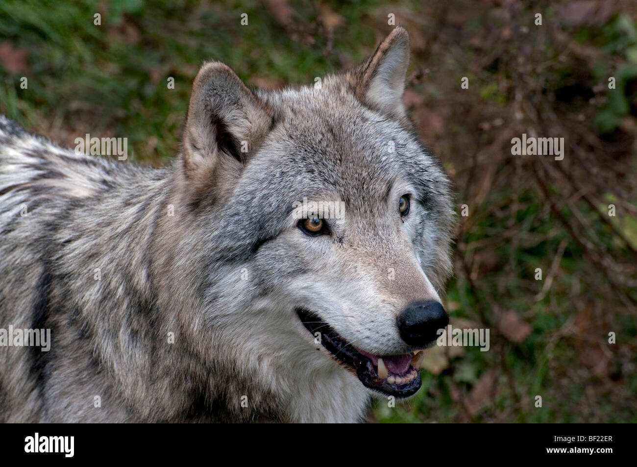 Close-up of a Timber Wolf Stock Photo - Alamy