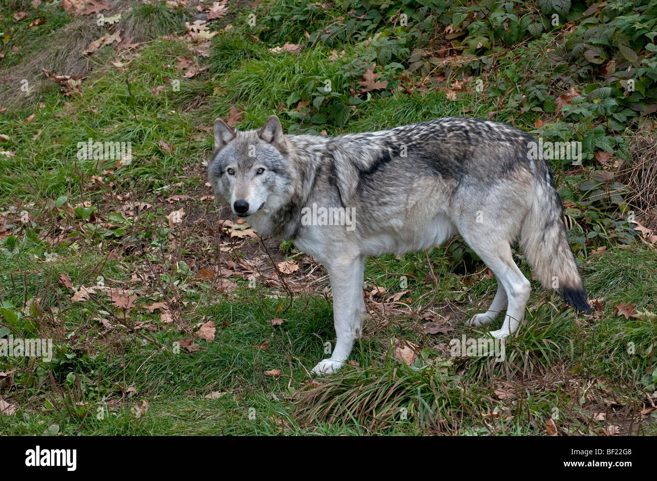 A single Timber Wolf Stock Photo - Alamy