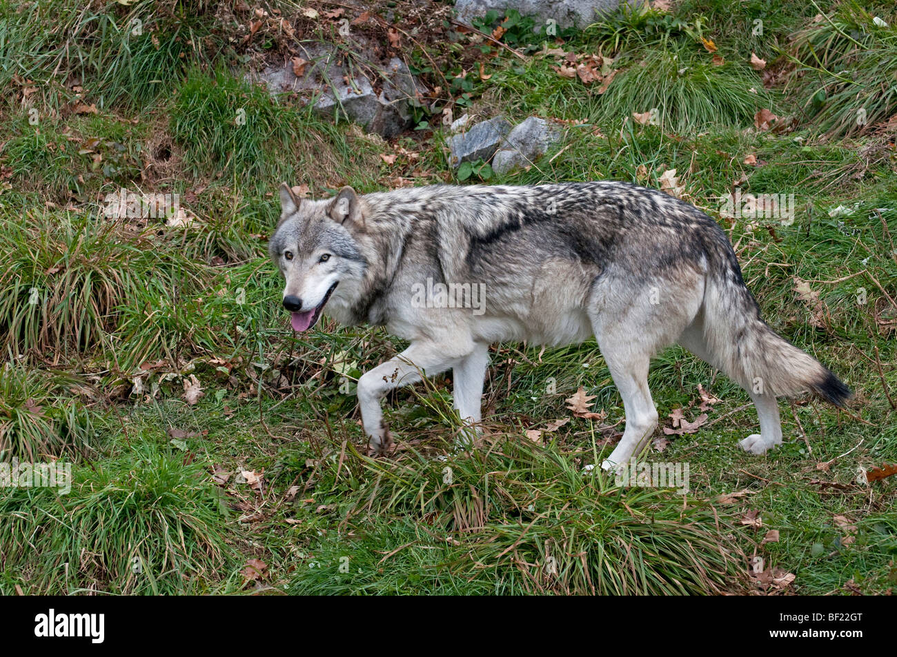A curious Timber Wolf Stock Photo - Alamy