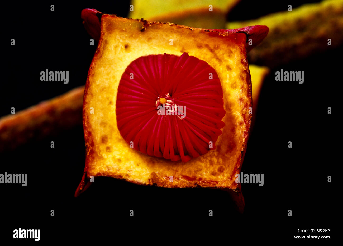 Australian indigenous native abstracts plants plant hi-res stock ...