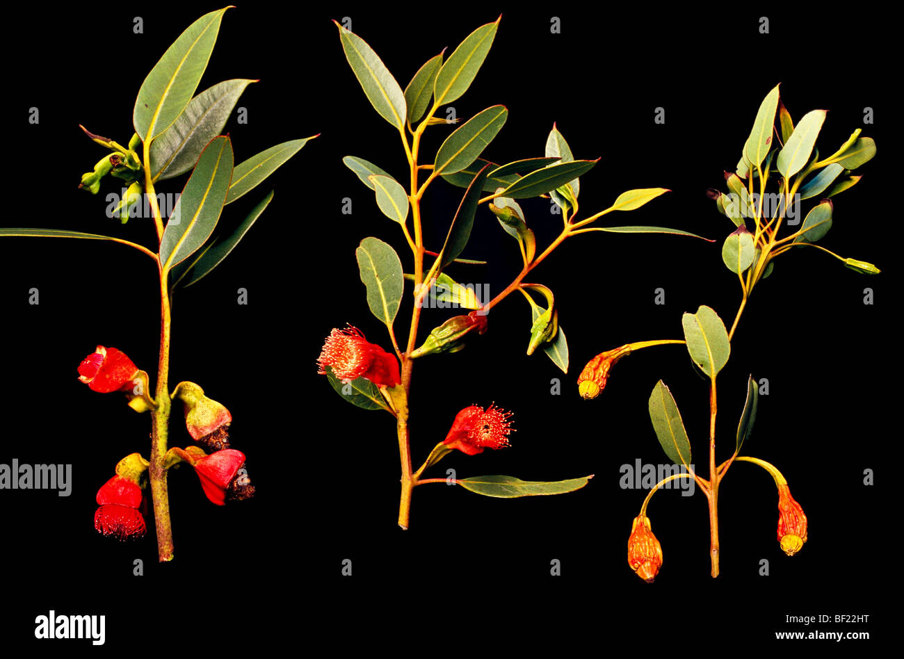 Two Eucalyptus specimens with hybrid plant centre, Australia Stock ...