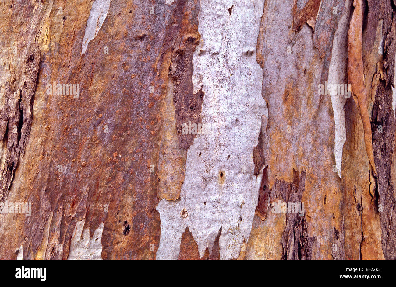Red river gum bark hi-res stock photography and images - Alamy