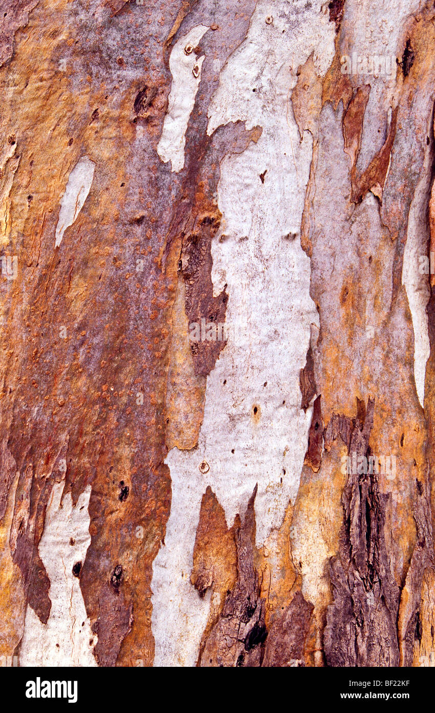 Tree bark detail, Australia Stock Photo - Alamy