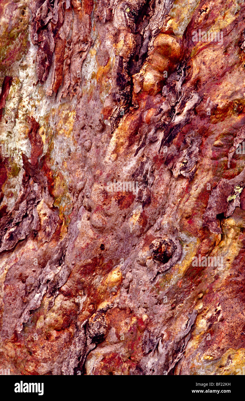 Red river gum bark hi-res stock photography and images - Alamy