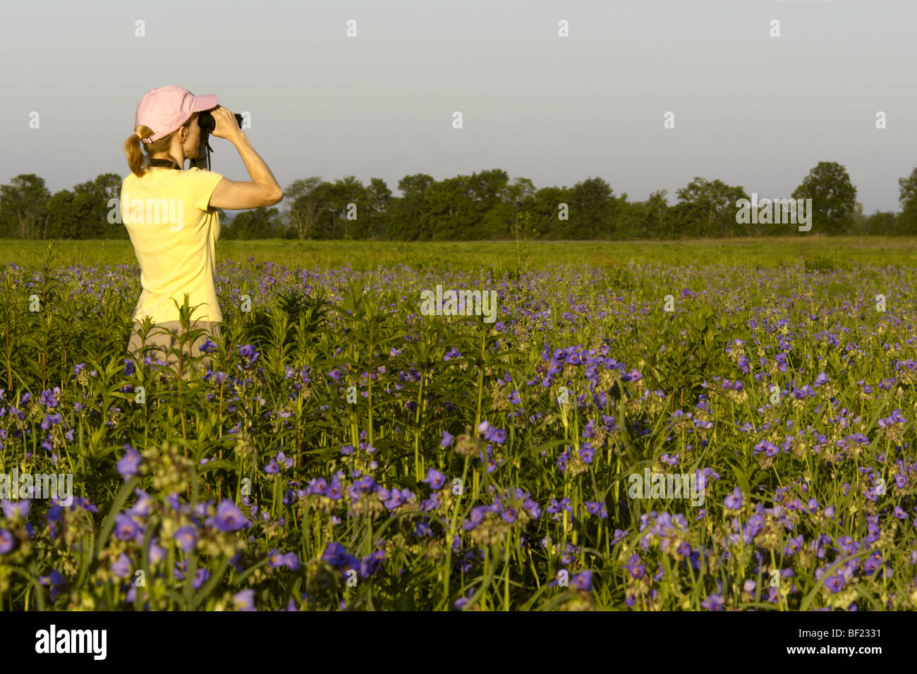 Female woman lady birder birdwatcher hi-res stock photography and ...